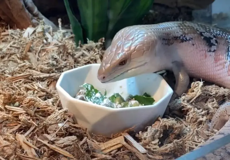 Top 5 Best Bedding Substrates for Corn Snake [May 2023 Review ...