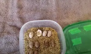 Top 5 Best Incubators for Leopard Gecko Eggs [November 2024 Review ...