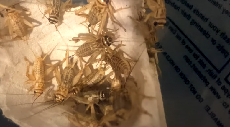 Top 5 Best Insects for Bearded Dragons [May 2025 Review] - ReptileProfy