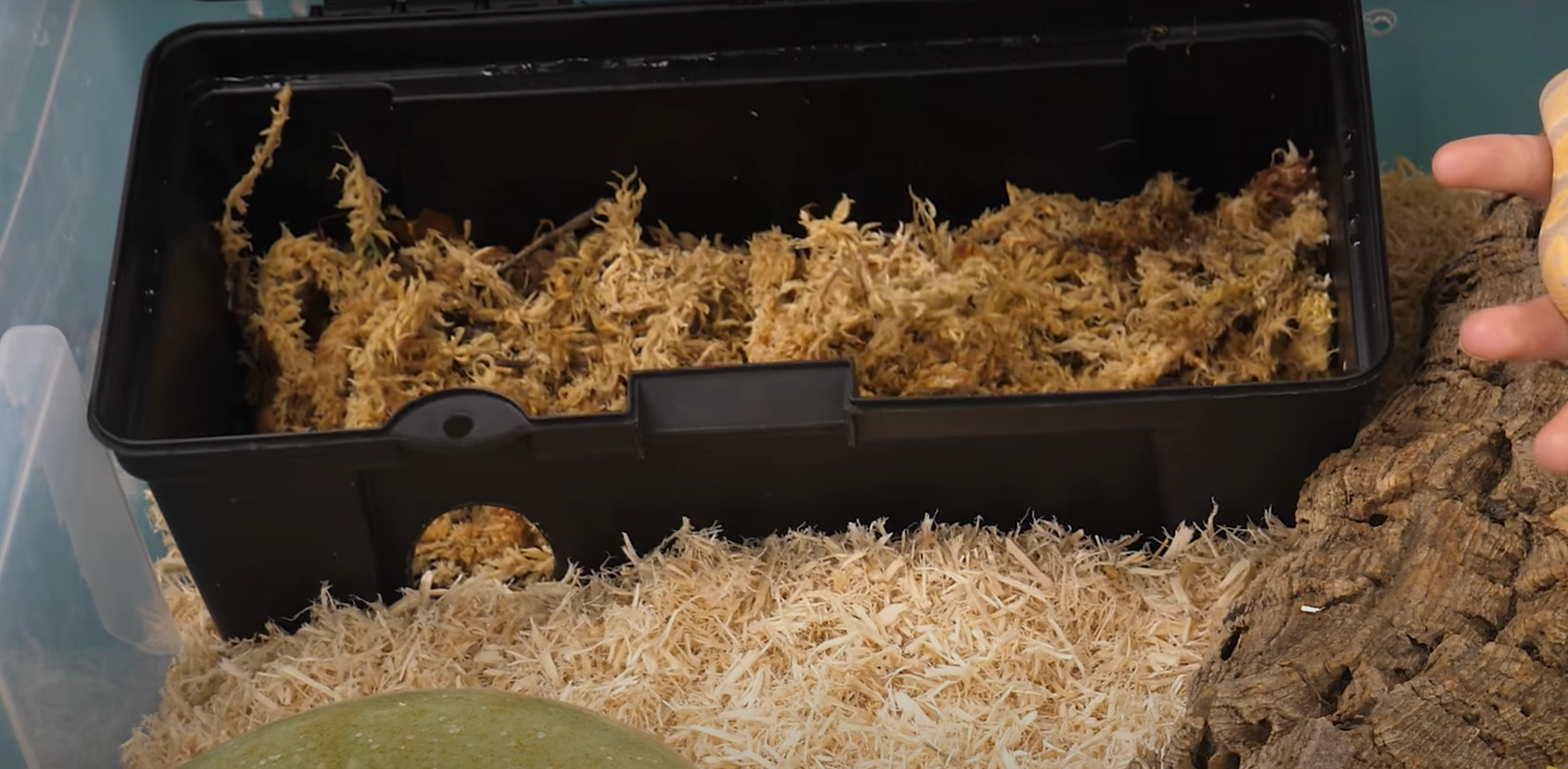 Top 5 Best Snake Terrariums [February 2025 Review] - ReptileProfy