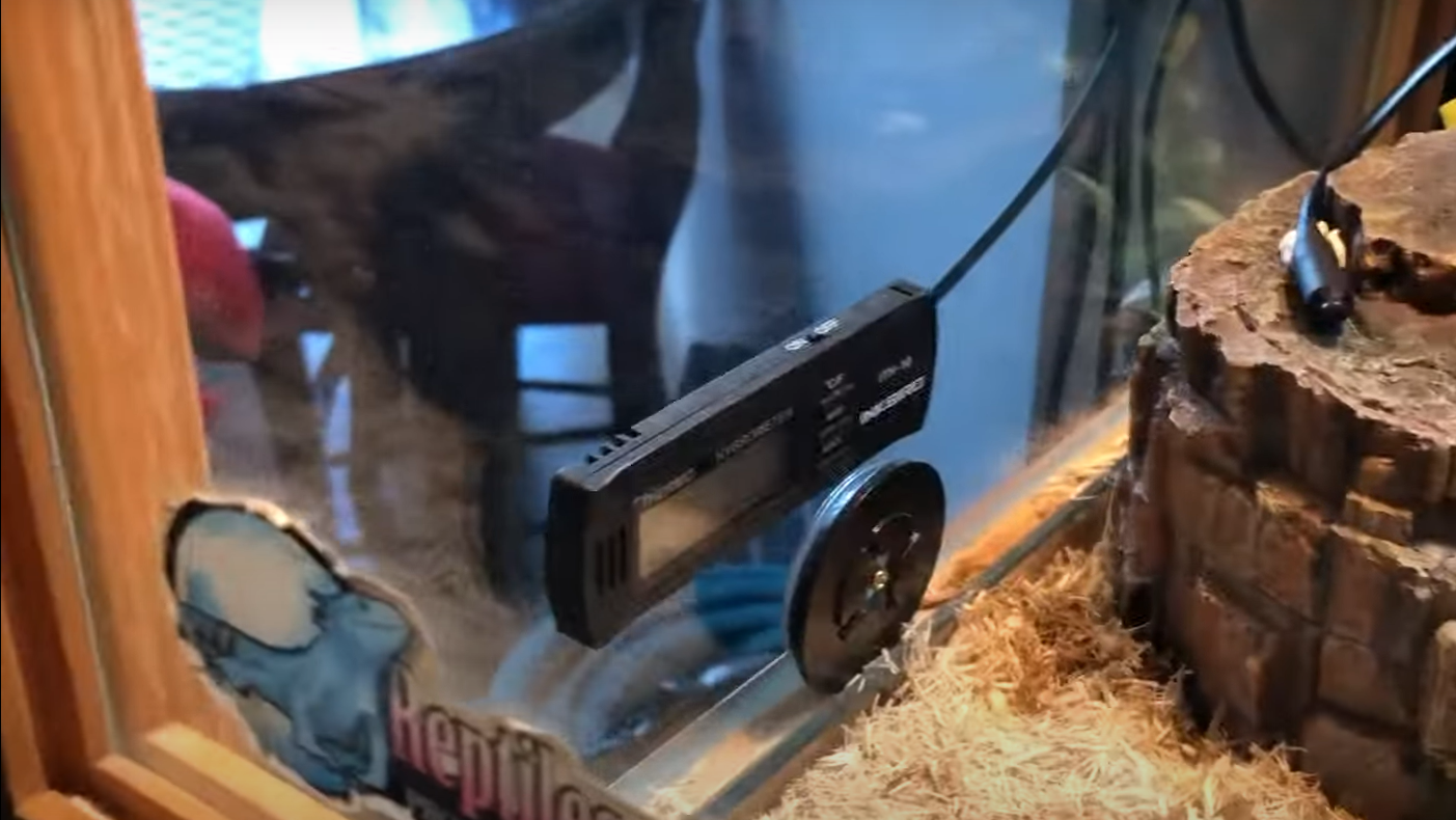 Top 5 Best Snake Terrariums [March 2026 Review] - ReptileProfy