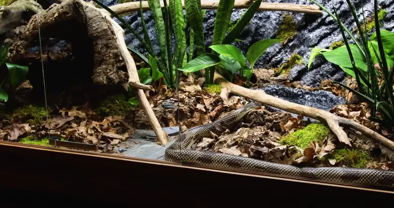Top 5 Best Snake Terrariums [February 2025 Review] - ReptileProfy