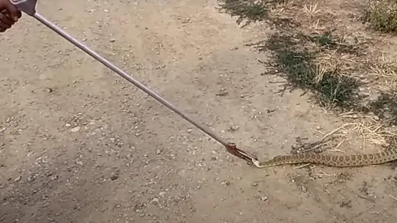 Top 5 Best Snake Tongs [January 2026 Review] - ReptileProfy