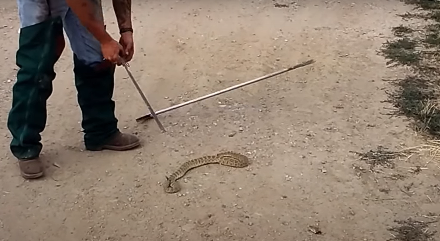 Top 5 Best Snake Tongs [July 2025 Review] - ReptileProfy