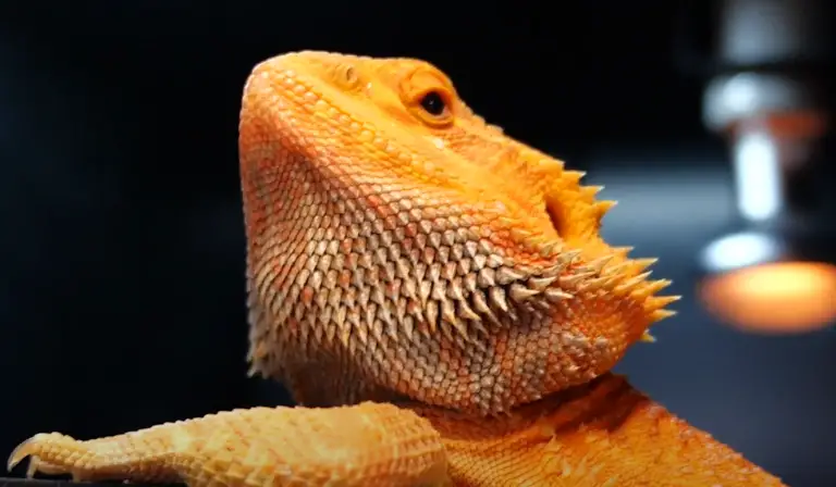 Top 5 Best UVB Lights for Bearded Dragons [August 2024 Review] - ReptileProfy