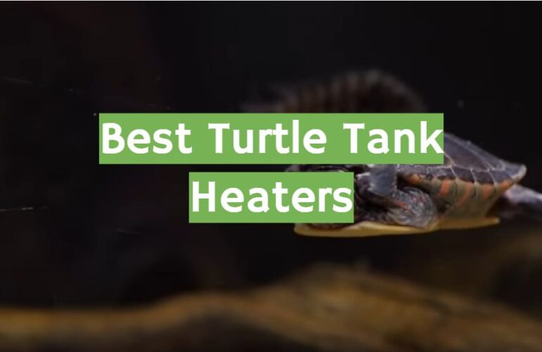 Top 5 Best Turtle Tank Heaters [2021 Review] - ReptileProfy