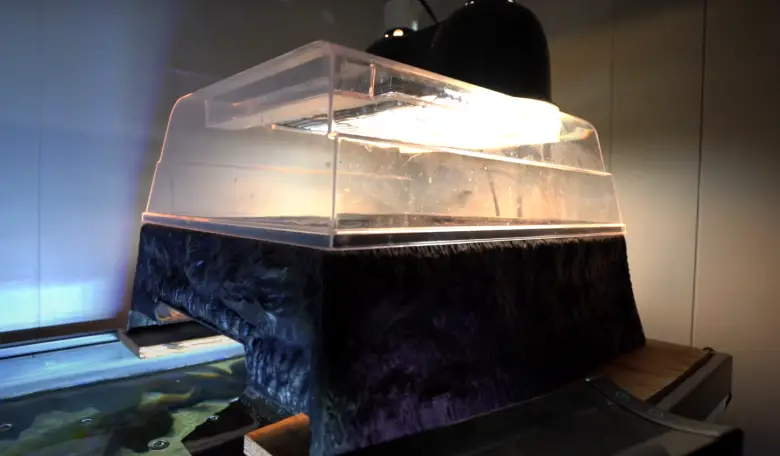 Top 5 Best Turtle Basking Platforms [February 2025 Review] - ReptileProfy