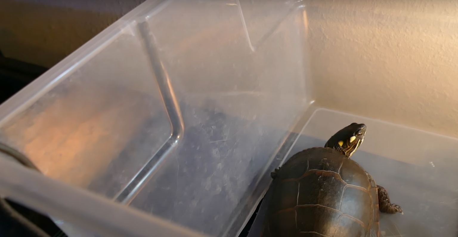 Top 5 Best Turtle Basking Platforms [February 2024 Review] - ReptileProfy