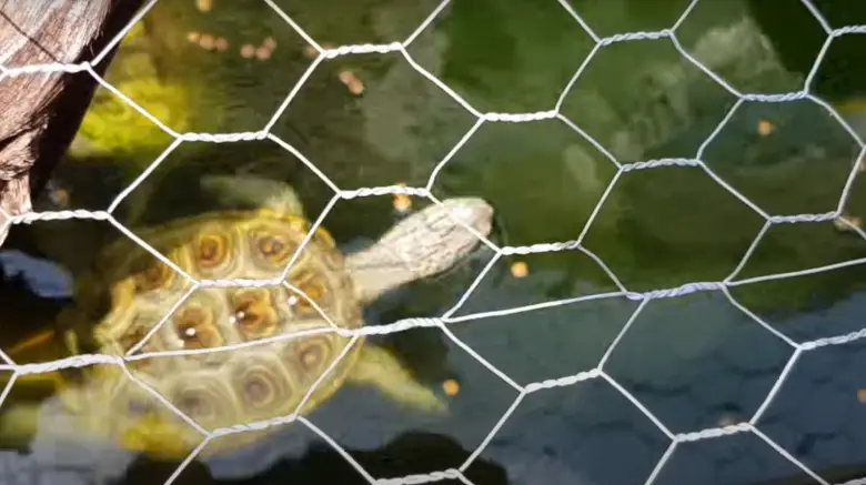 Top 5 Best Turtle Food [March 2024 Review] - ReptileProfy