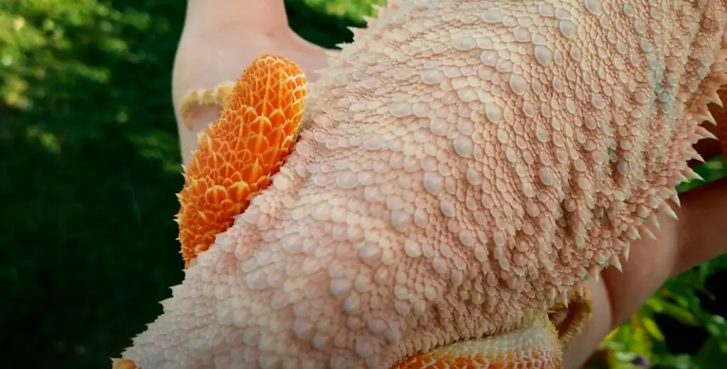 Guide to Bearded Dragon Shedding for Beginners - ReptileProfy