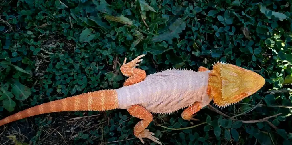 Guide to Bearded Dragon Shedding for Beginners - ReptileProfy