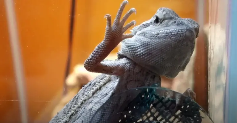 Reasons Why Your Bearded Dragon Is Waving - ReptileProfy