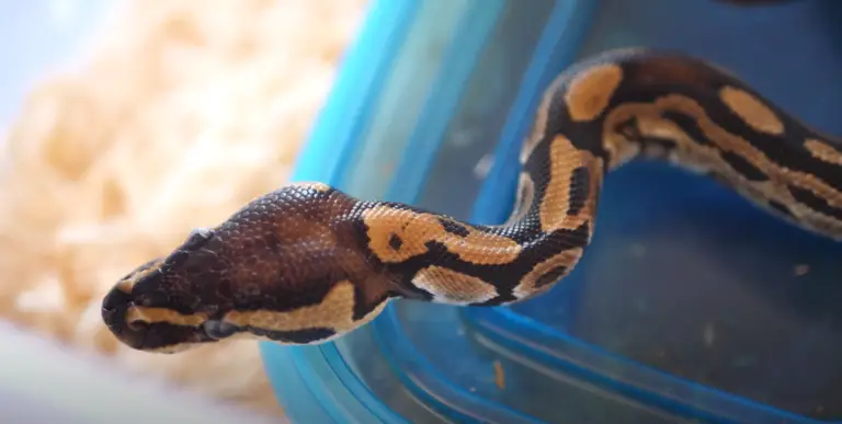 How Long Can a Ball Python Go Without Eating? Answer Here! - ReptileProfy
