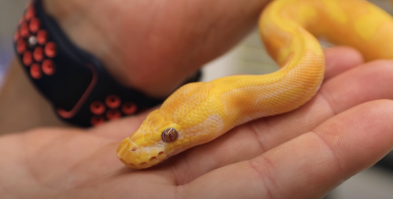 How Long Can a Ball Python Go Without Eating? Answer Here! - ReptileProfy