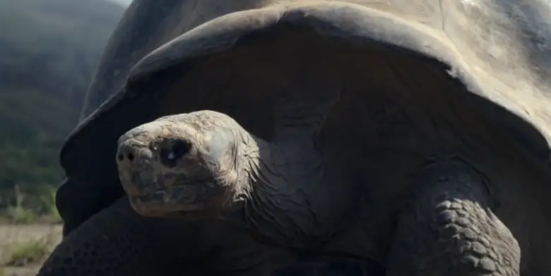 The Largest Reptiles in the World (with Pictures) - ReptileProfy