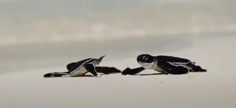 How Fast Does a Turtle Grow? Interesting Facts - ReptileProfy