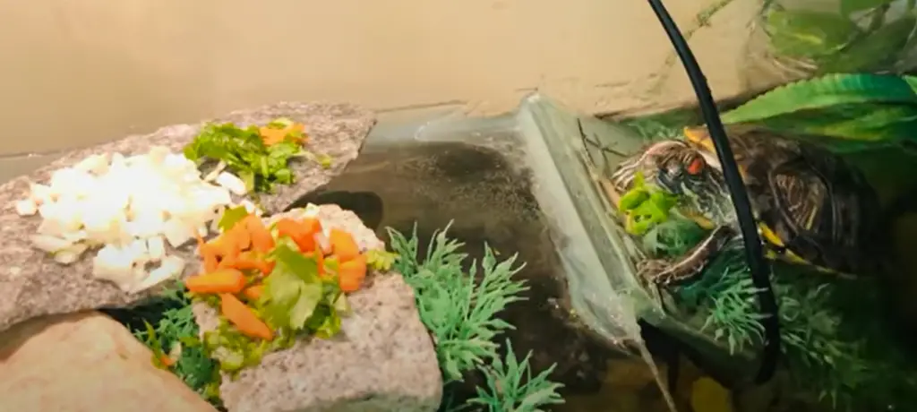 How Fast Does a Turtle Grow? Interesting Facts - ReptileProfy