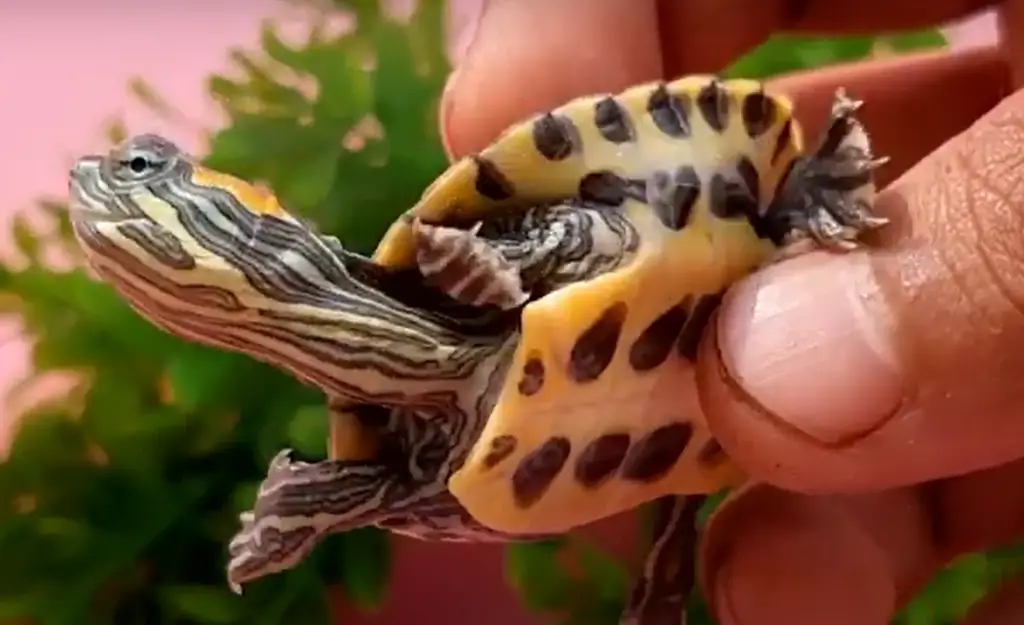 How Fast Does a Turtle Grow? Interesting Facts - ReptileProfy