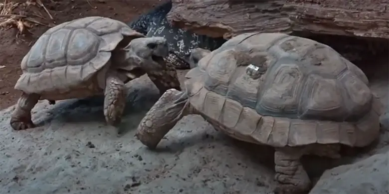 What Sound Does a Turtle Make? Interesting Facts- ReptileProfy