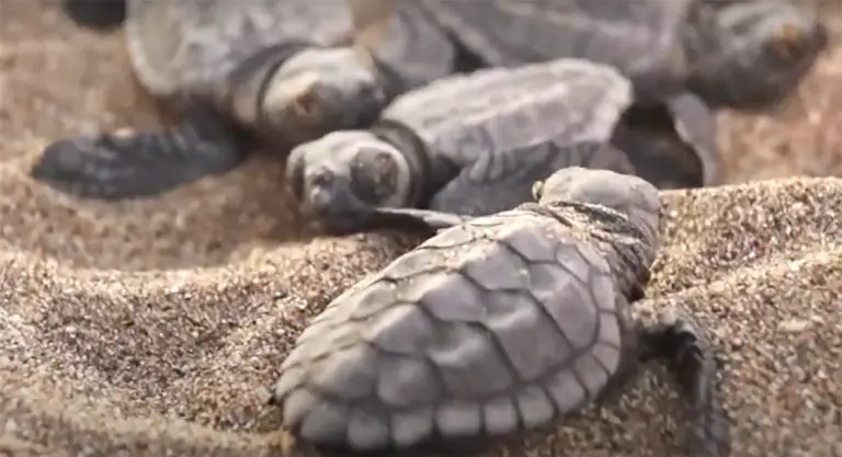 What Sound Does a Turtle Make? Interesting Facts- ReptileProfy