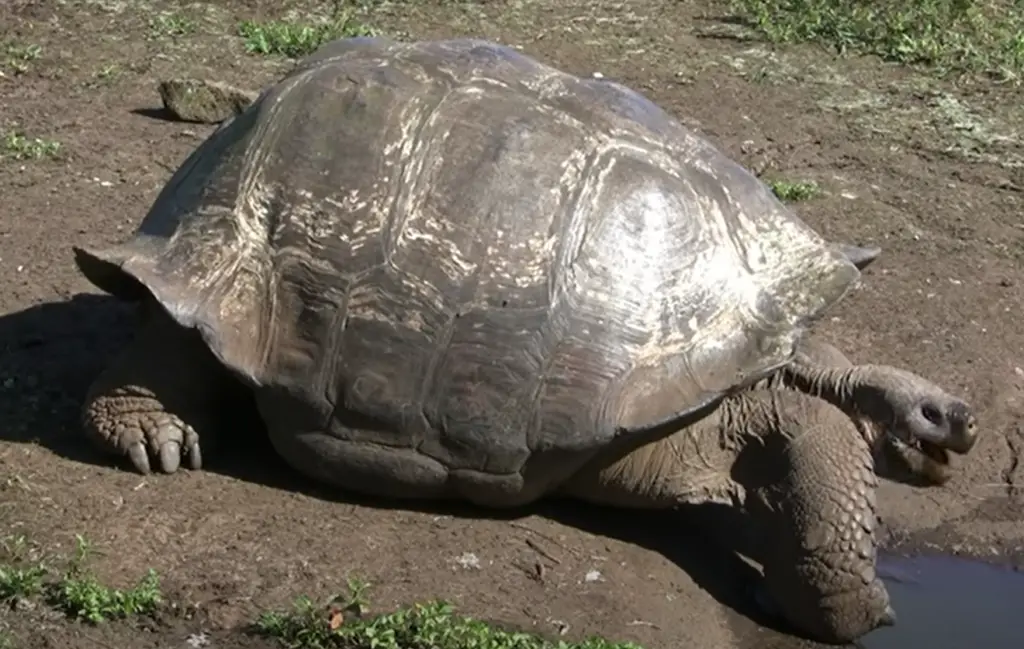 What Sound Does a Turtle Make? Interesting Facts- ReptileProfy