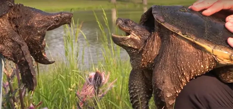 What Sound Does a Turtle Make? Interesting Facts- ReptileProfy