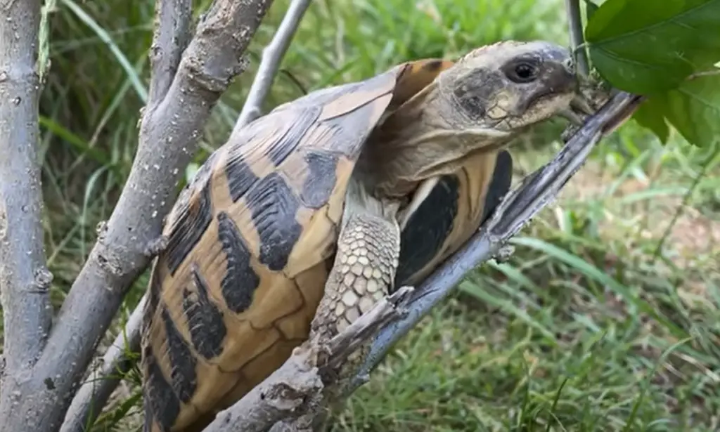 What Sound Does a Turtle Make? Interesting Facts- ReptileProfy