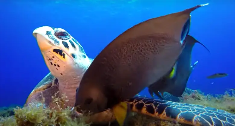 What Sound Does a Turtle Make? Interesting Facts- ReptileProfy