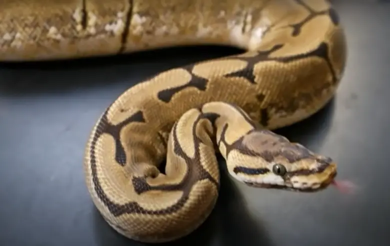 Why is My Ball Python Not Eating? Explained - ReptileProfy