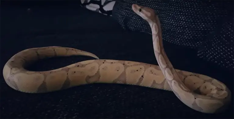 Why is My Ball Python Not Eating? Explained - ReptileProfy