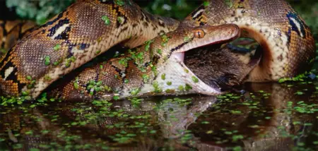 Why is My Ball Python Not Eating? Explained - ReptileProfy