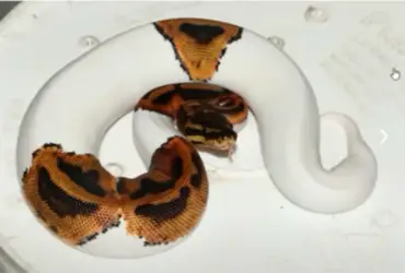 Why is My Ball Python Not Eating? Explained - ReptileProfy