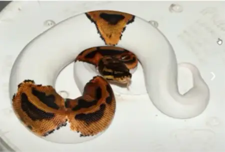 Why is My Ball Python Not Eating? Explained - ReptileProfy