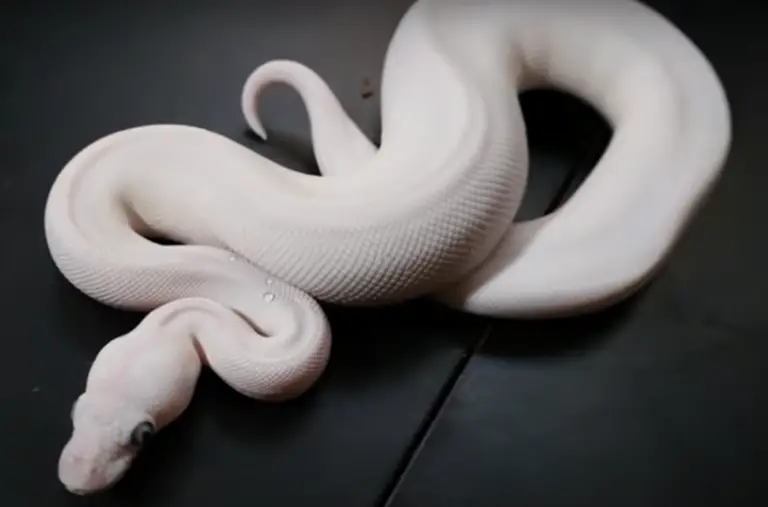 Why is My Ball Python Not Eating? Explained - ReptileProfy