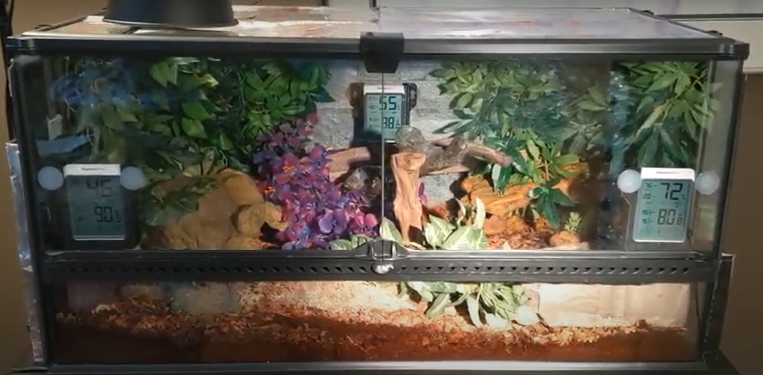 Why is My Ball Python Not Eating? Explained - ReptileProfy