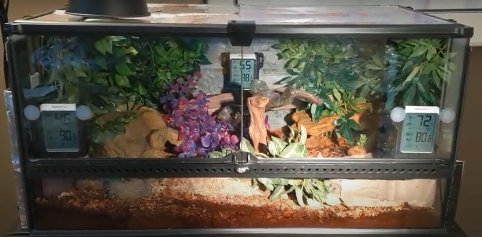 Why is My Ball Python Not Eating? Explained - ReptileProfy