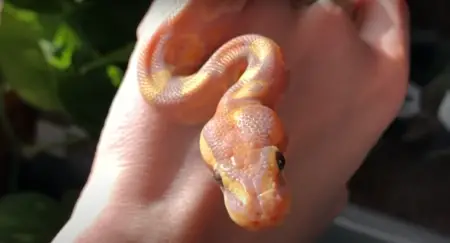 Why is My Ball Python Not Eating? Explained - ReptileProfy