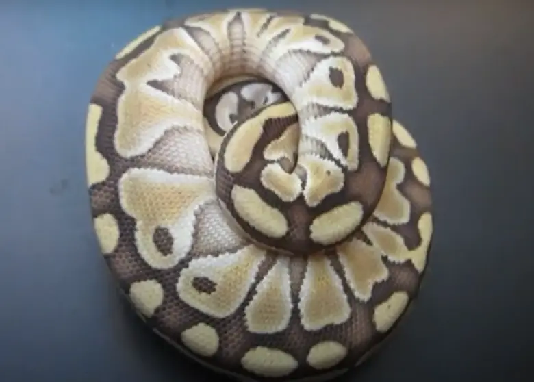 Why is My Ball Python Not Eating? Explained - ReptileProfy