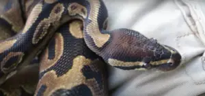 Why is My Ball Python Not Eating? Explained - ReptileProfy