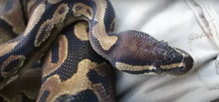 Why is My Ball Python Not Eating? Explained - ReptileProfy