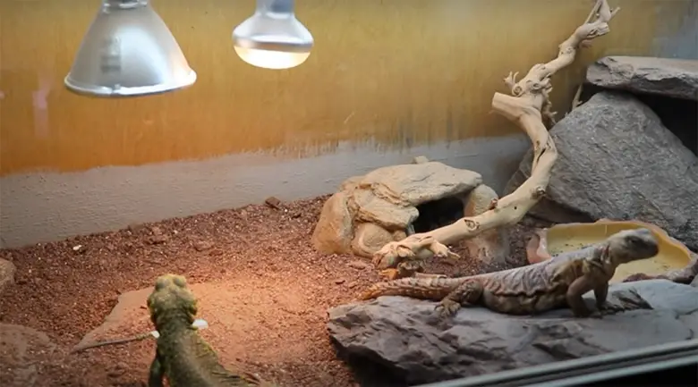 Uromastyx Care Guide for Beginners - ReptileProfy