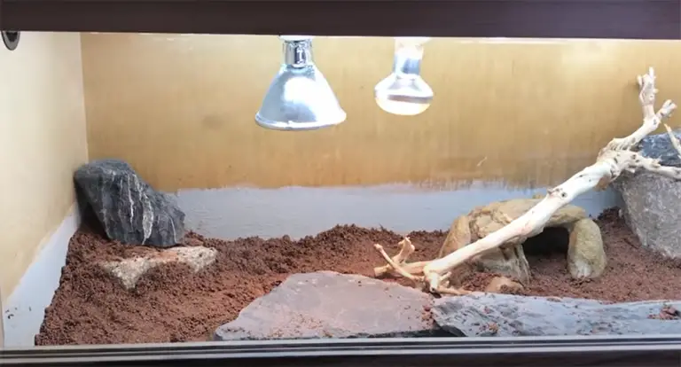 Uromastyx Care Guide for Beginners - ReptileProfy