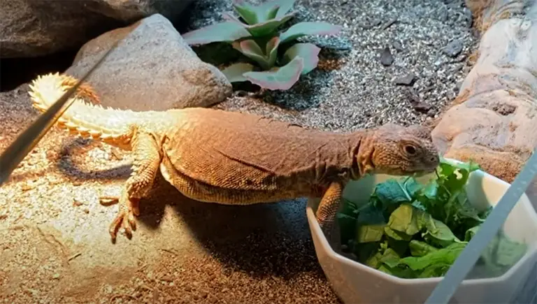 Uromastyx Care Guide for Beginners - ReptileProfy