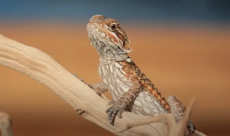 Rankin’s Dragon vs. Bearded Dragon: What are the Differences ...