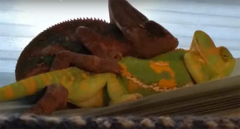 What to Do With Infertile Chameleon Eggs? - ReptileProfy