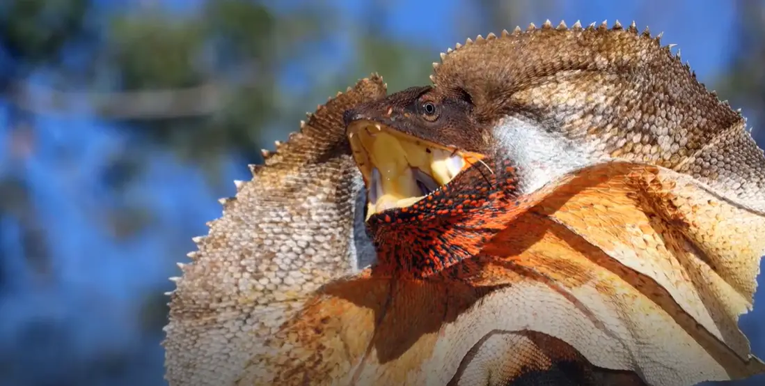 What Is the Smartest Reptile?- ReptileProfy