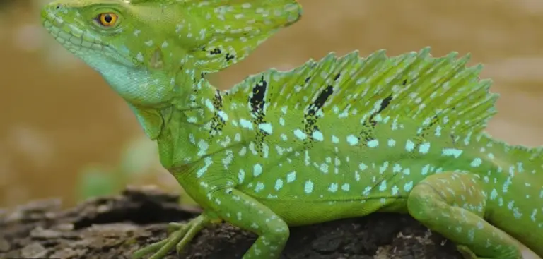 What Is the Fastest Lizard? - ReptileProfy