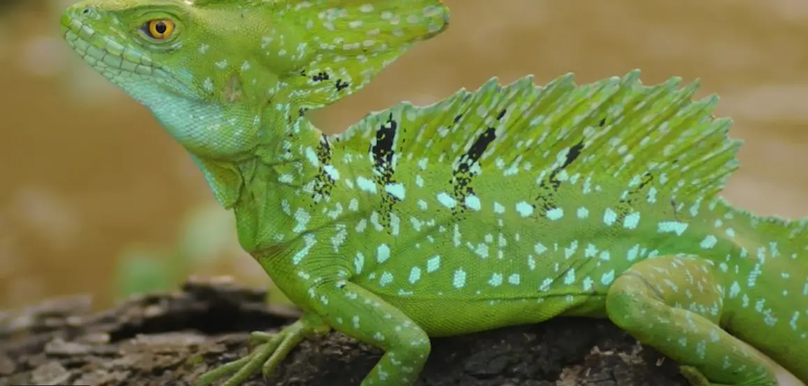 What Is the Fastest Lizard? - ReptileProfy