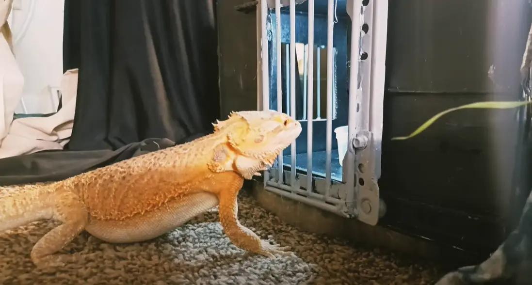 What Is the Smartest Reptile?- ReptileProfy