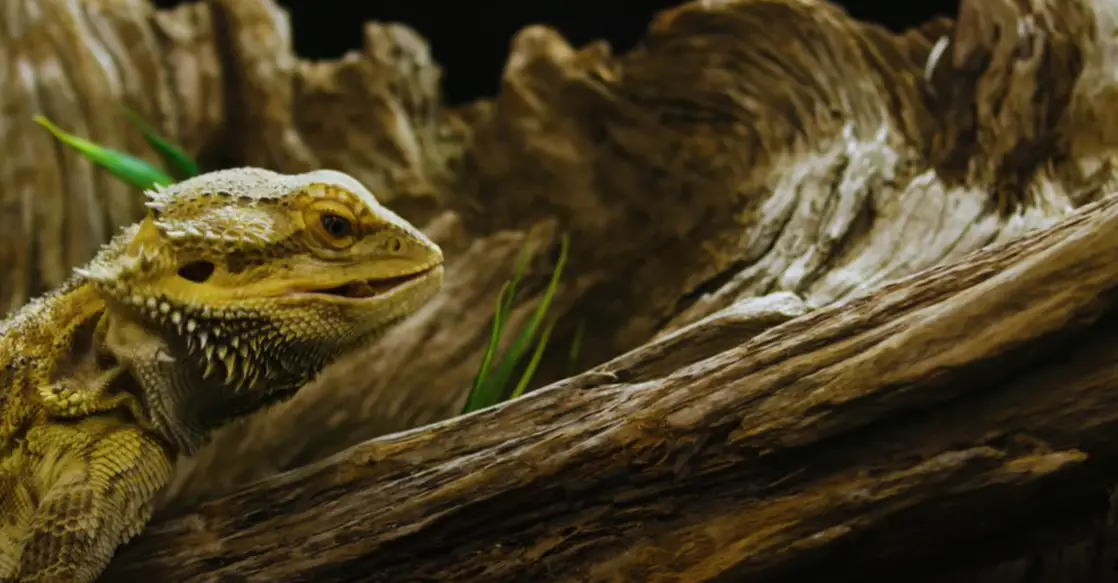 What Lizards Change Colors?- ReptileProfy